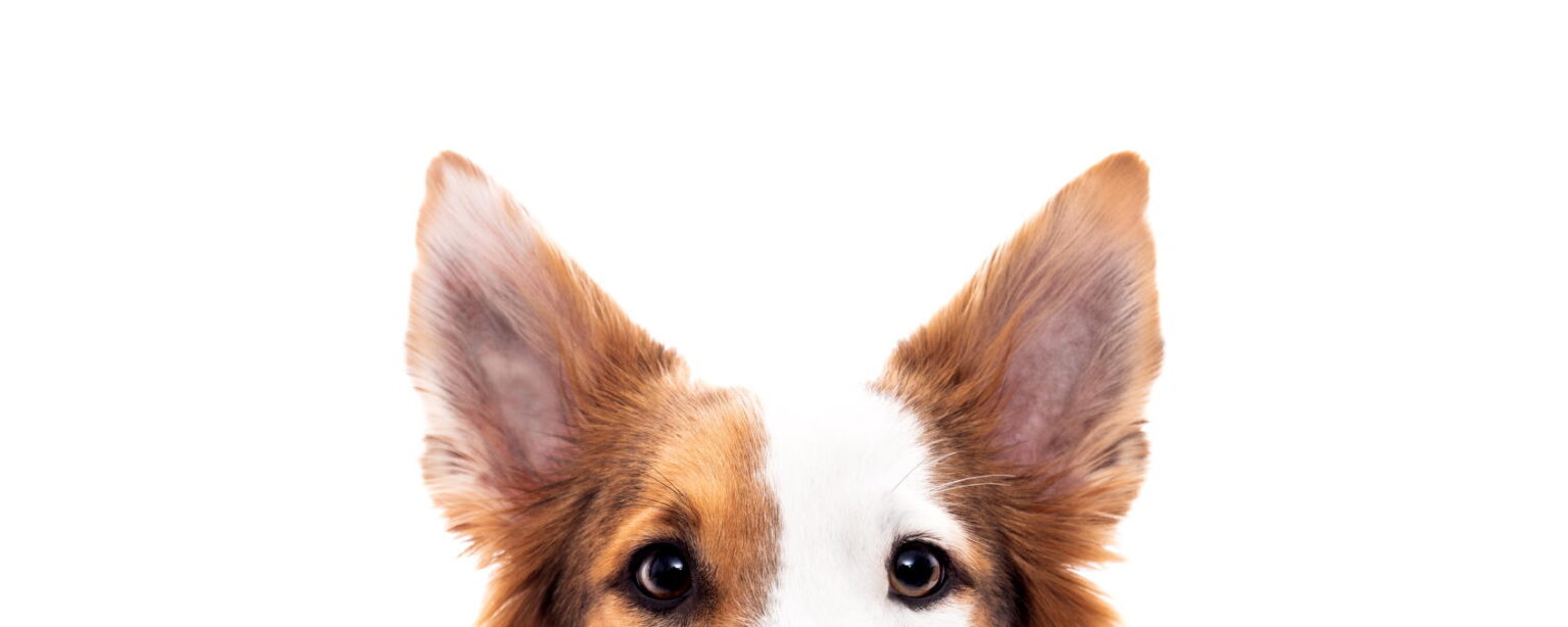 Mon chien se secoue les oreilles en revenant de promenade : que faire ...